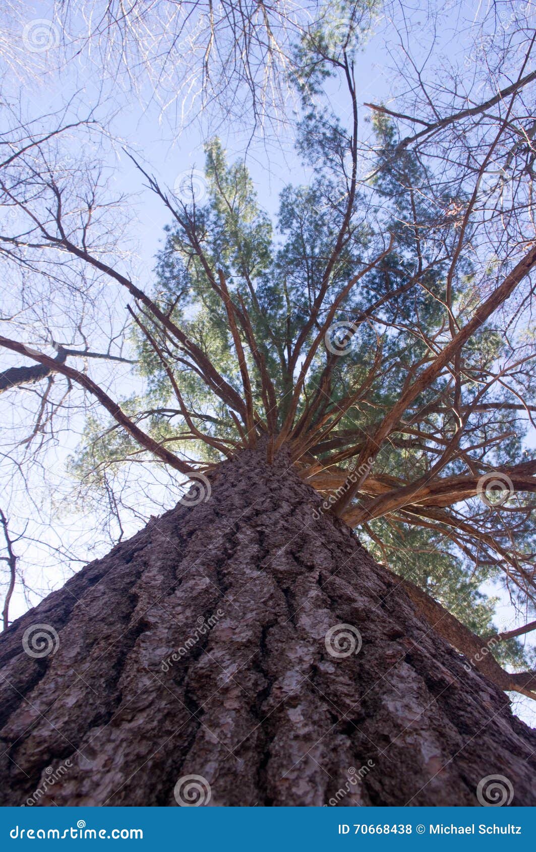 King of the forest stock photo. Image of trunk, botanical - 70668438