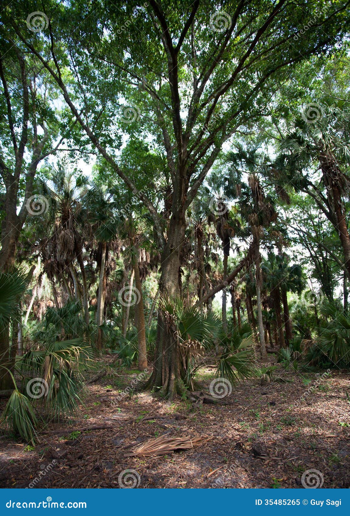 King of the Forest stock image. Image of trees, leaves - 35485265