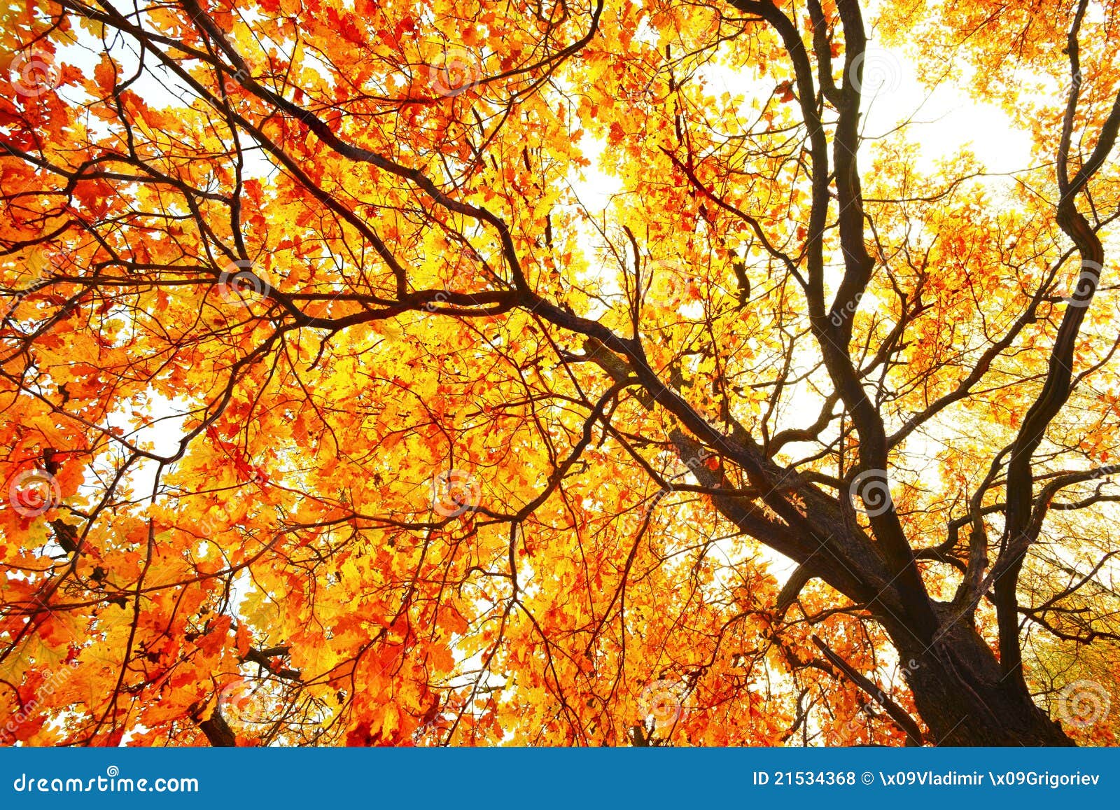 King of the Forest - Tree stock photo. Image of descriptive - 21534368