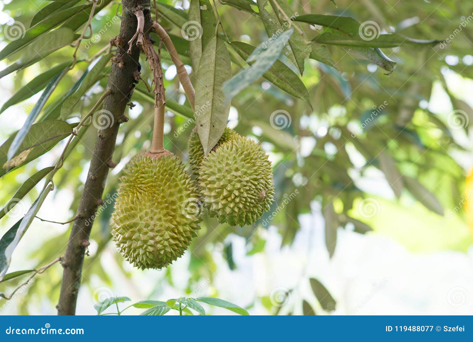 Musang king durian on tree stock image. Image of asian - 119488077