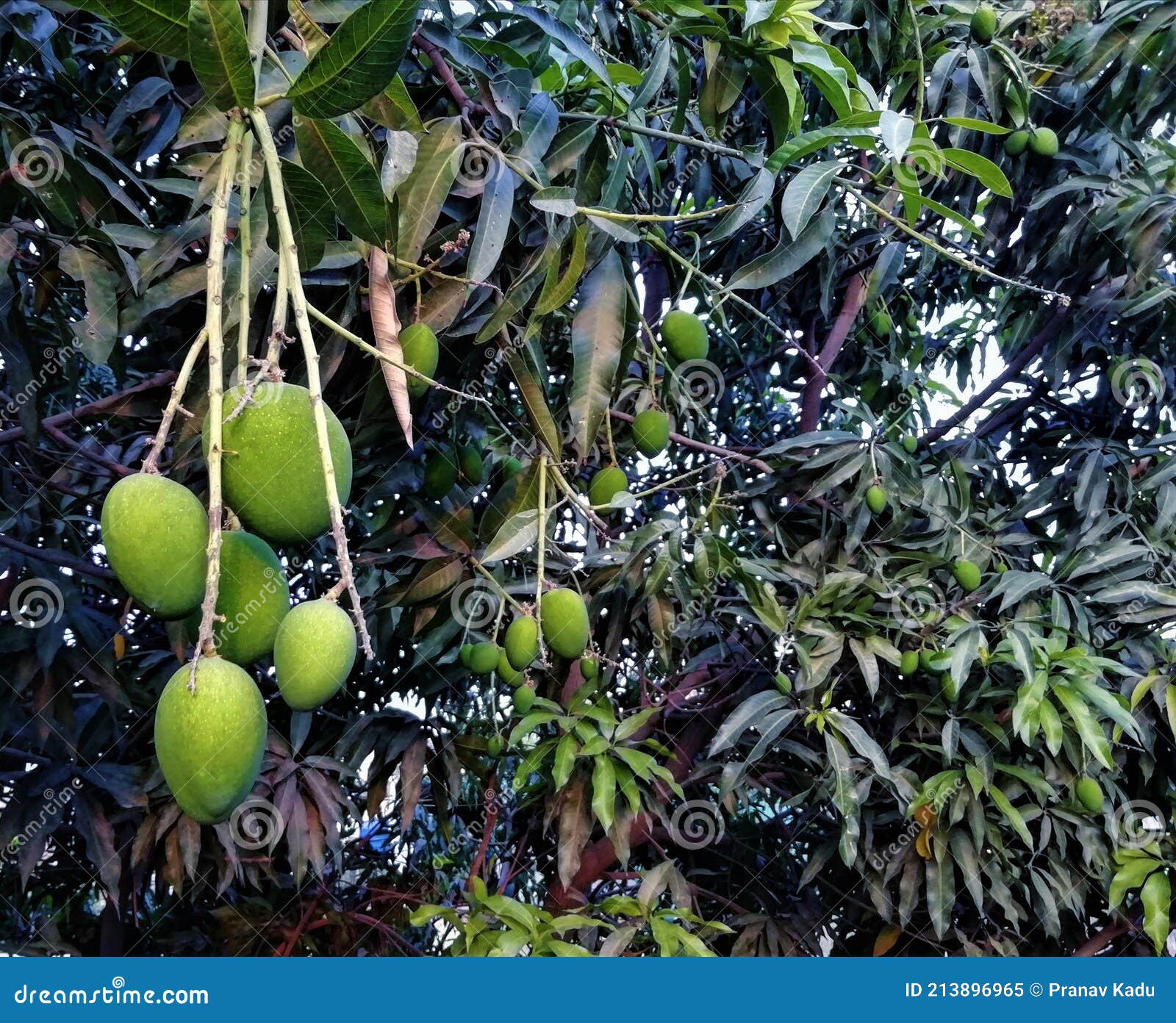 King of the Fruits: Mango stock image. Image of shrub - 213896965