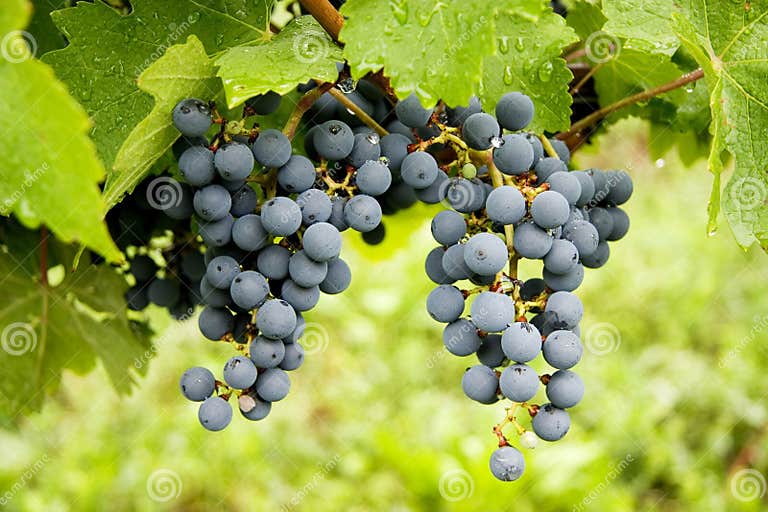 The King of Grapes stock image. Image of cabernet, autumn - 2835457
