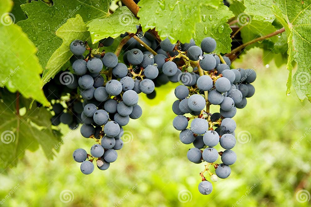 The King of Grapes stock image. Image of cabernet, autumn - 2835457