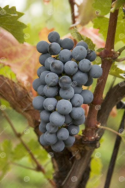 The King of Grapes stock image. Image of wine, vineyard - 2835459