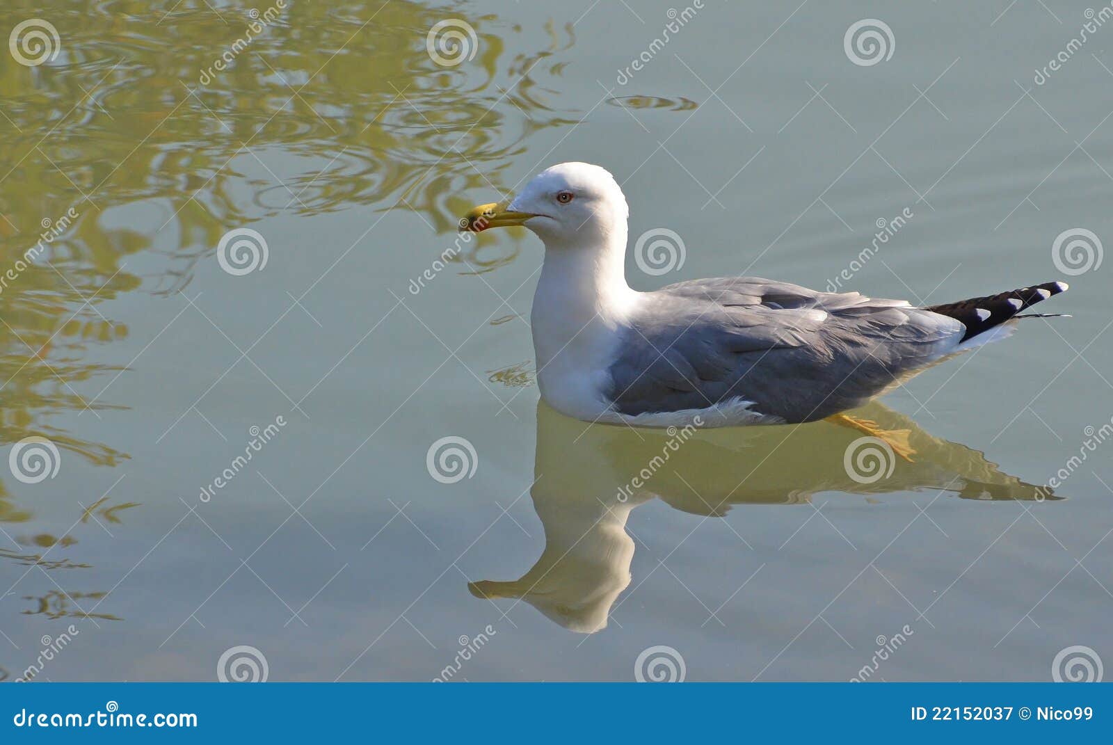 King gull stock image. Image of gull, bird, birds, water - 22152037
