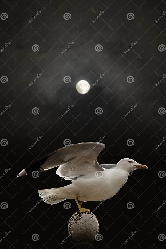 King of Gulls stock image. Image of cloudy, nature, gull - 53071405