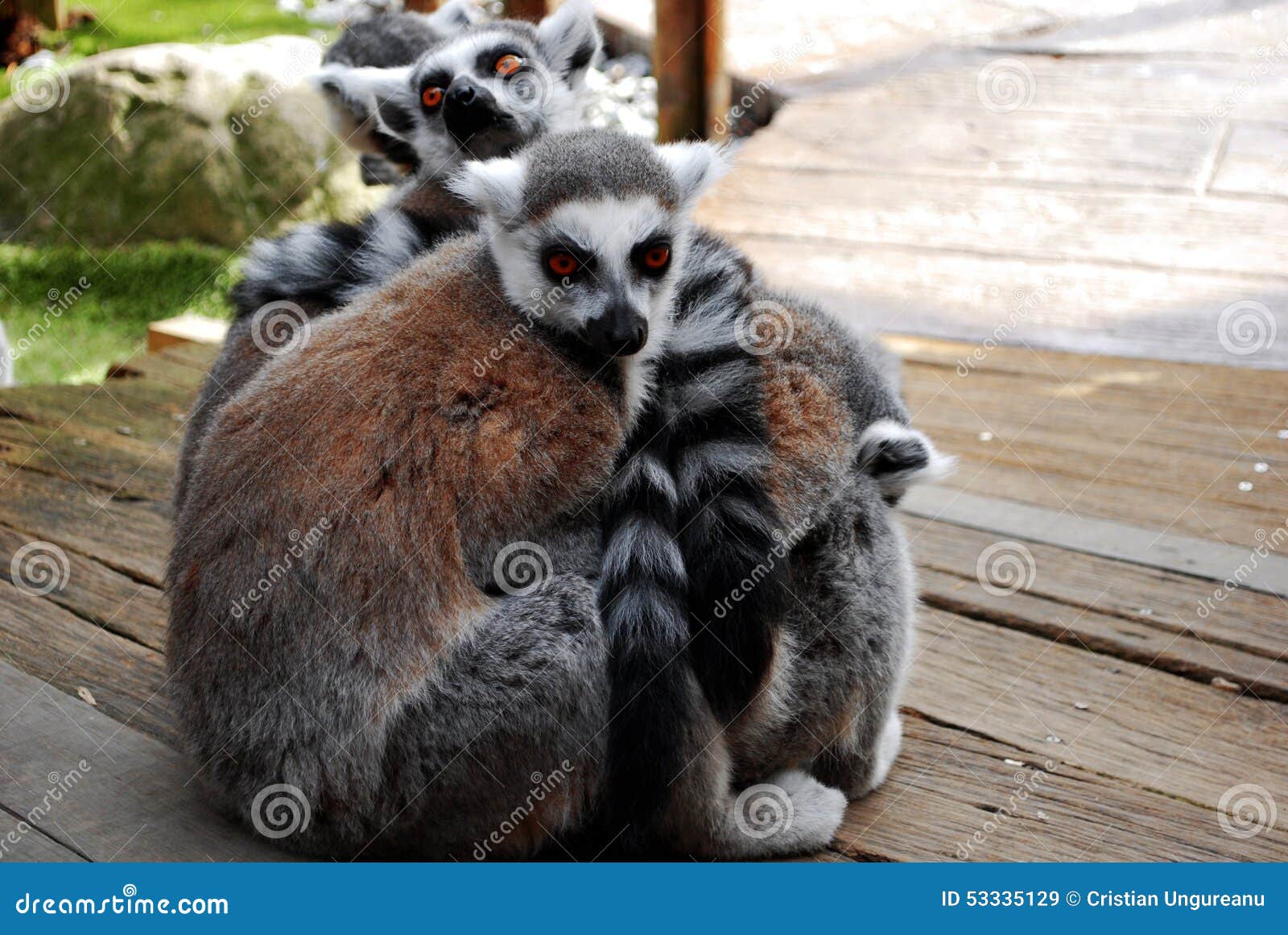 King Julien stock image. Image of lemur, ringtailed, lemurs - 53335129