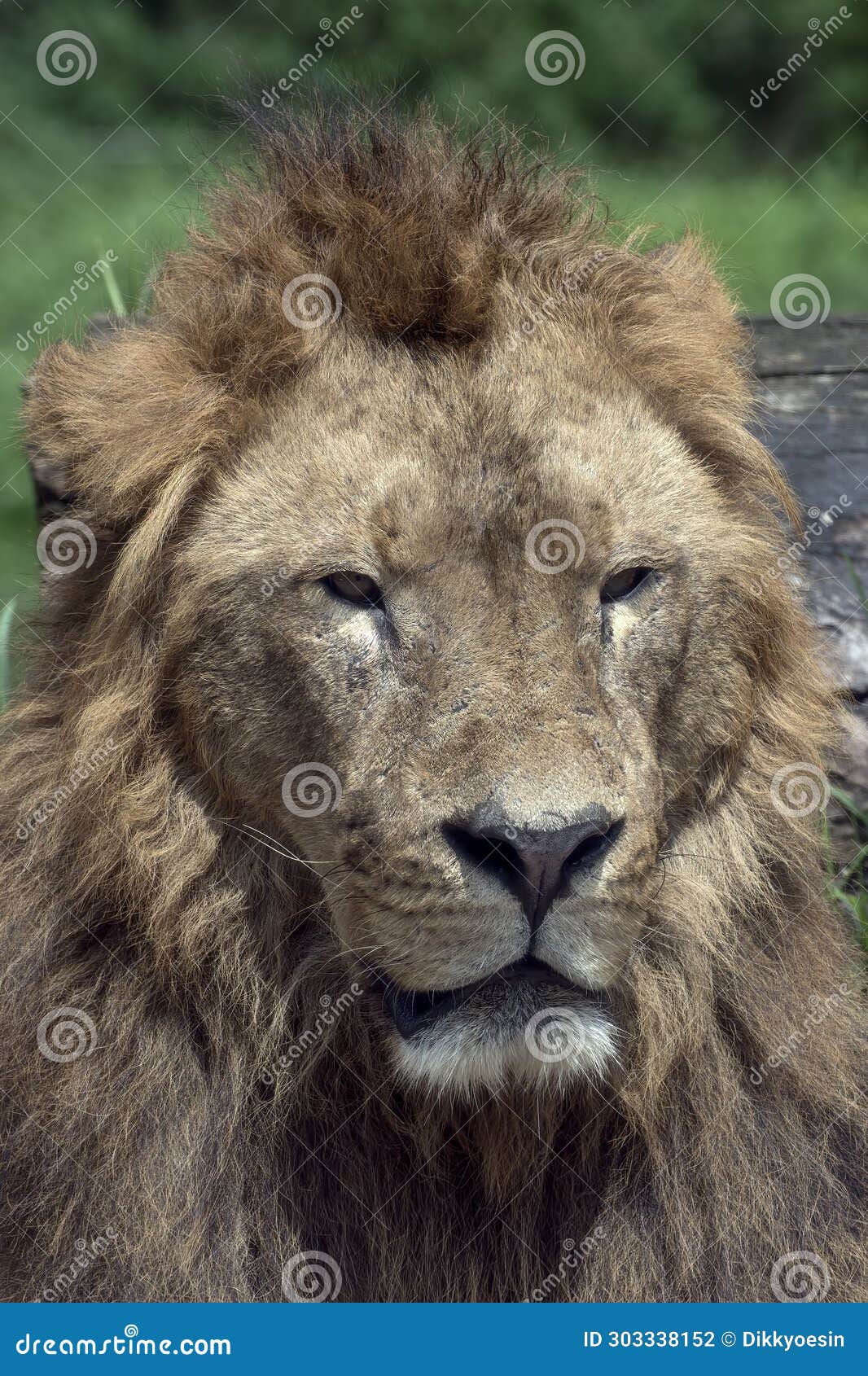 Jungle African Fat-tailed Gecko Stock Photo | CartoonDealer.com #7901898