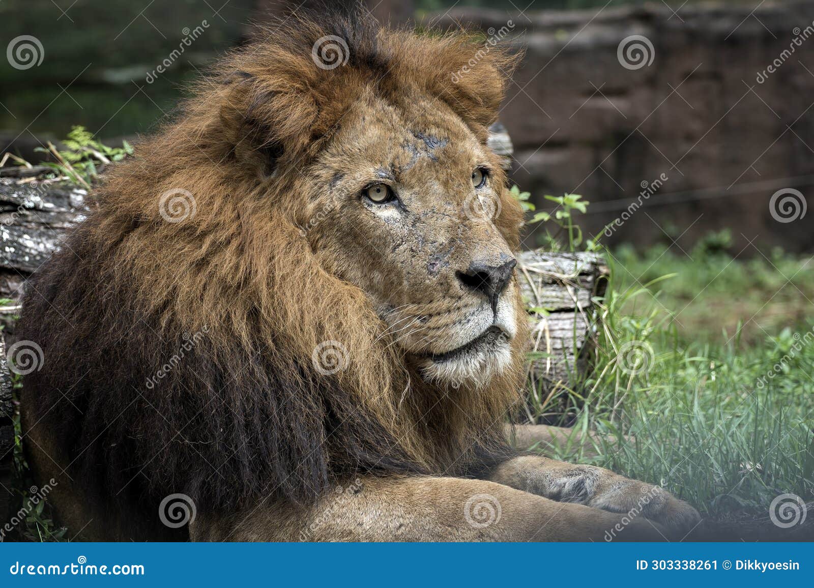 A King of the Jungle, African Lion Stock Image - Image of park, lion ...