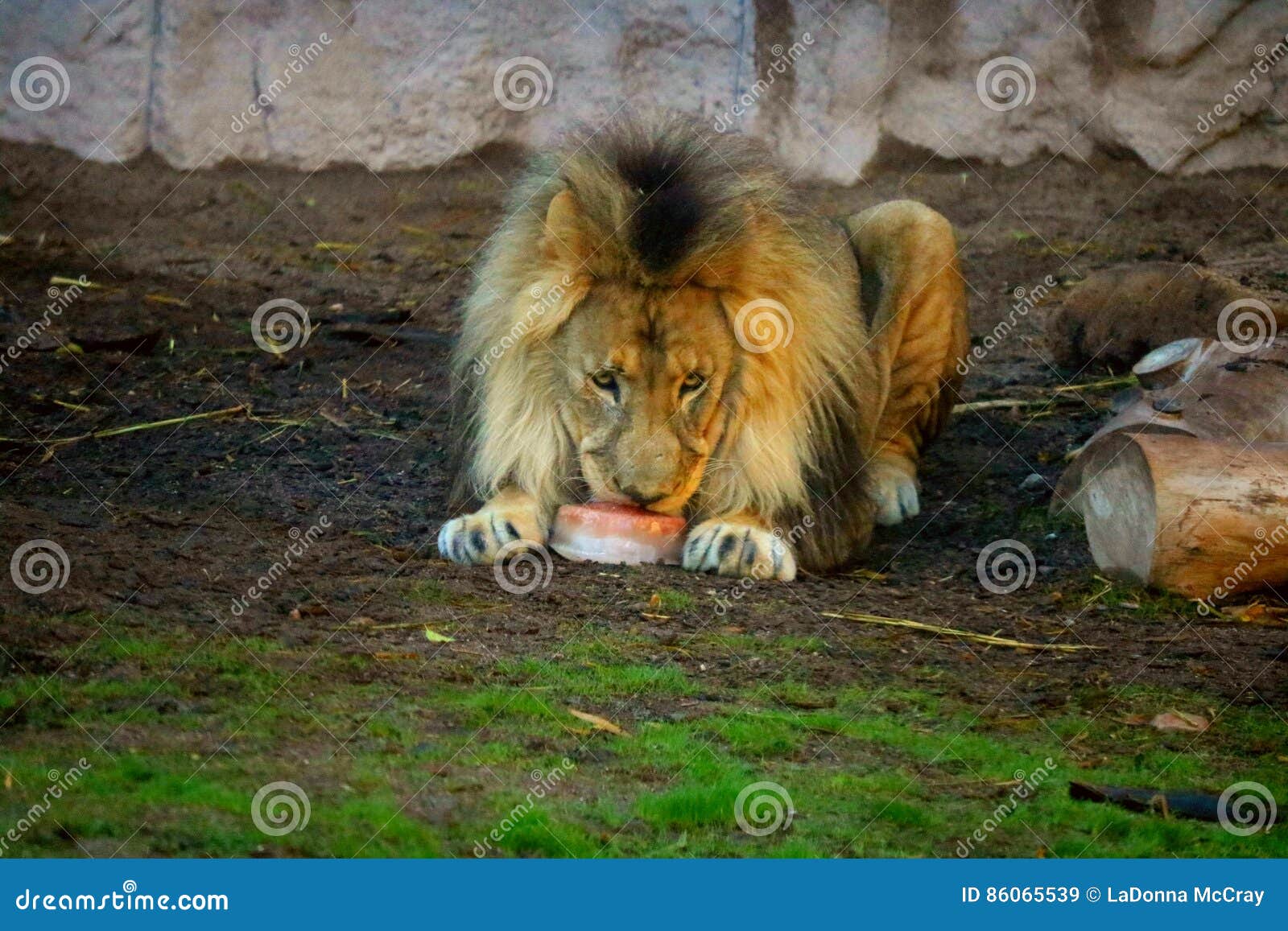King of the jungle eating stock image. Image of lion - 86065539