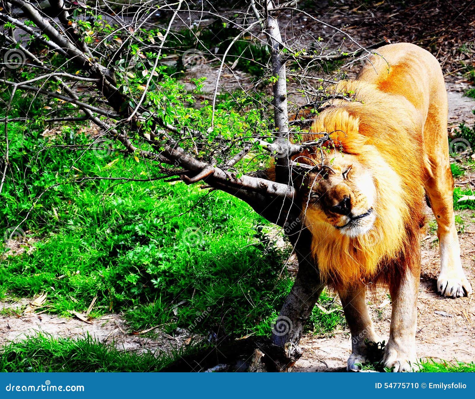 King of the Jungle stock photo. Image of mammal, forest - 54775710