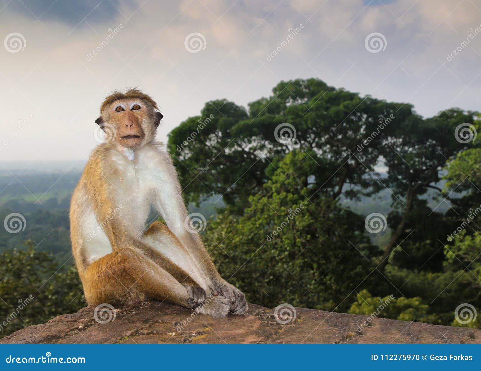 King of Jungle, Macaque Monkey at Ruins in Sri Lanka Stock Photo ...