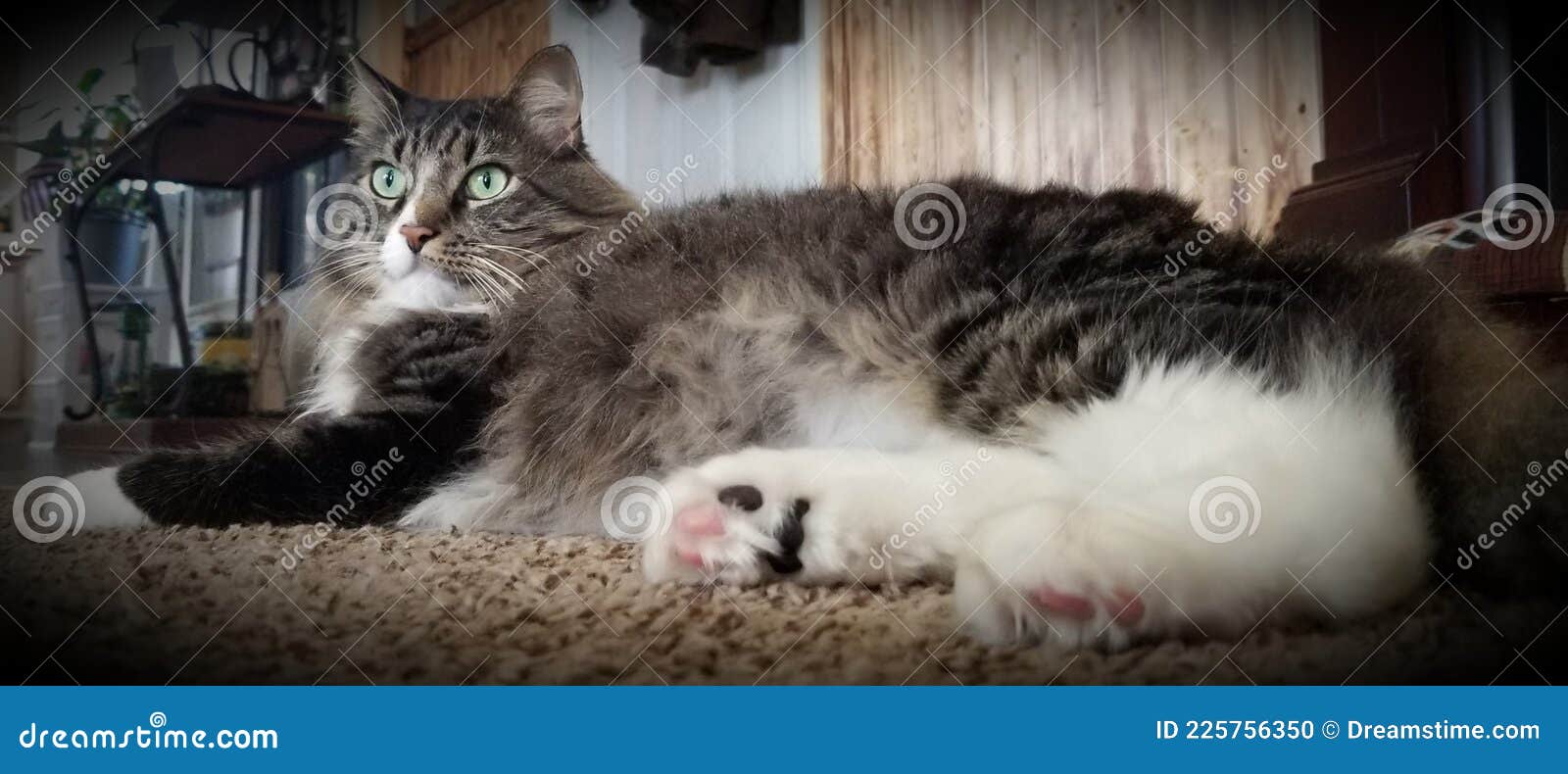 King kitty stock photo. Image of king, kitty, cats, masters - 225756350