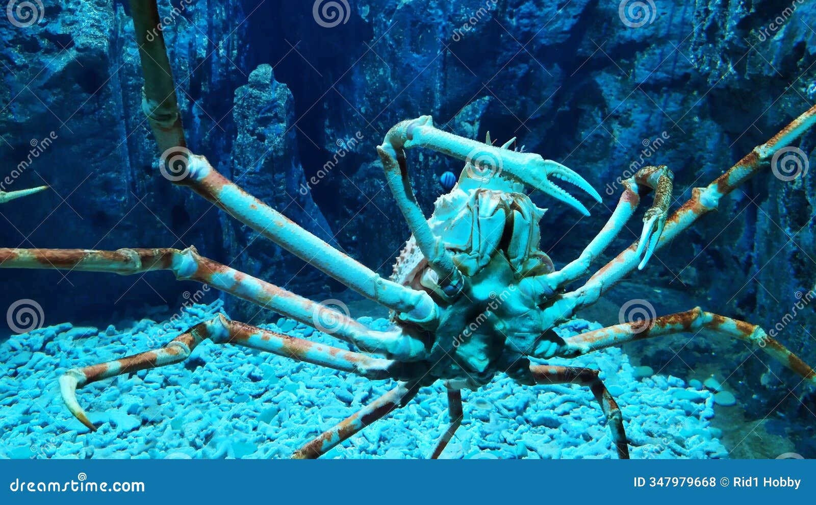 King Krab Alaska in Aquarium so Beautiful Stock Photo - Image of krab ...