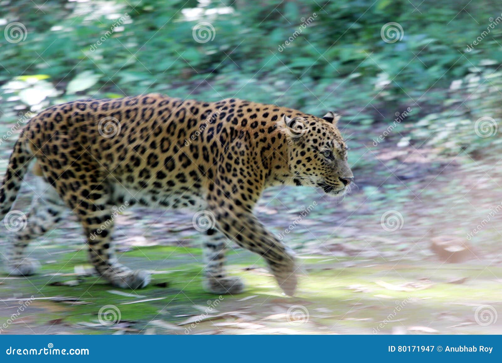 The King. the Leopard is Walking Stock Image - Image of bengal, grass ...