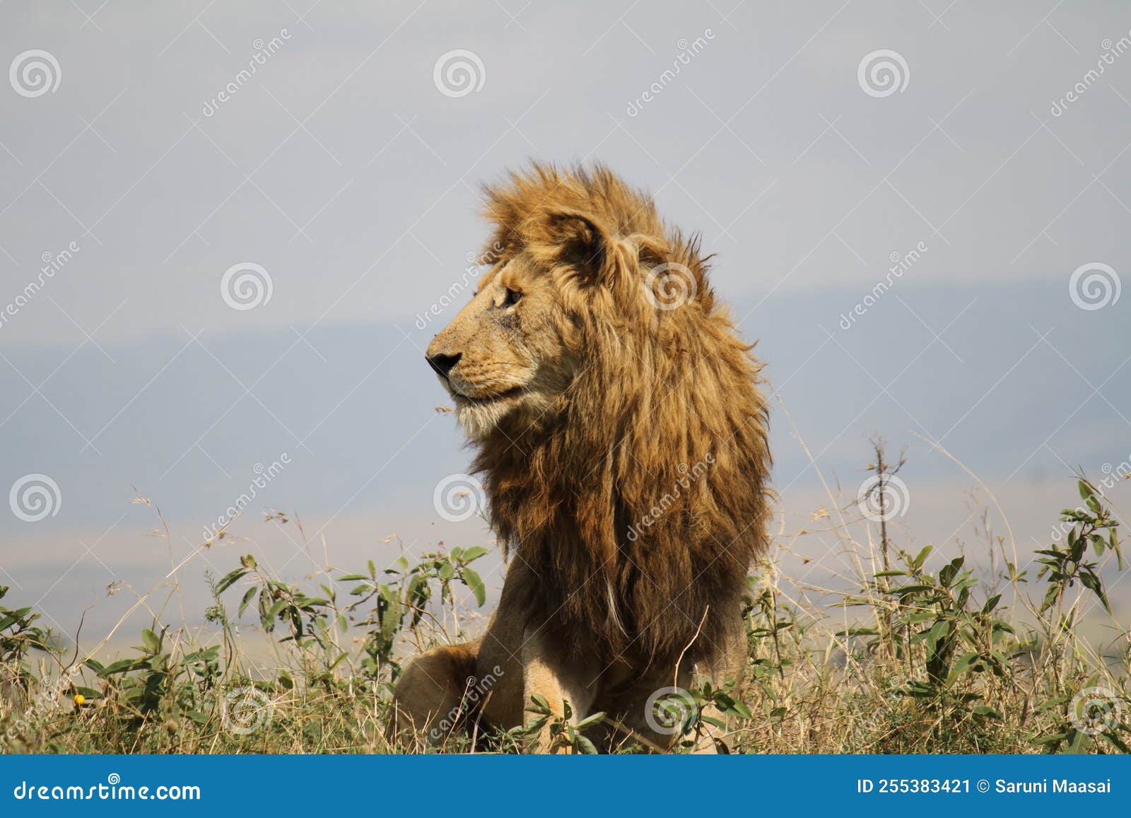 The King on a Looking Out. he Handsome Stock Image - Image of mara123 ...