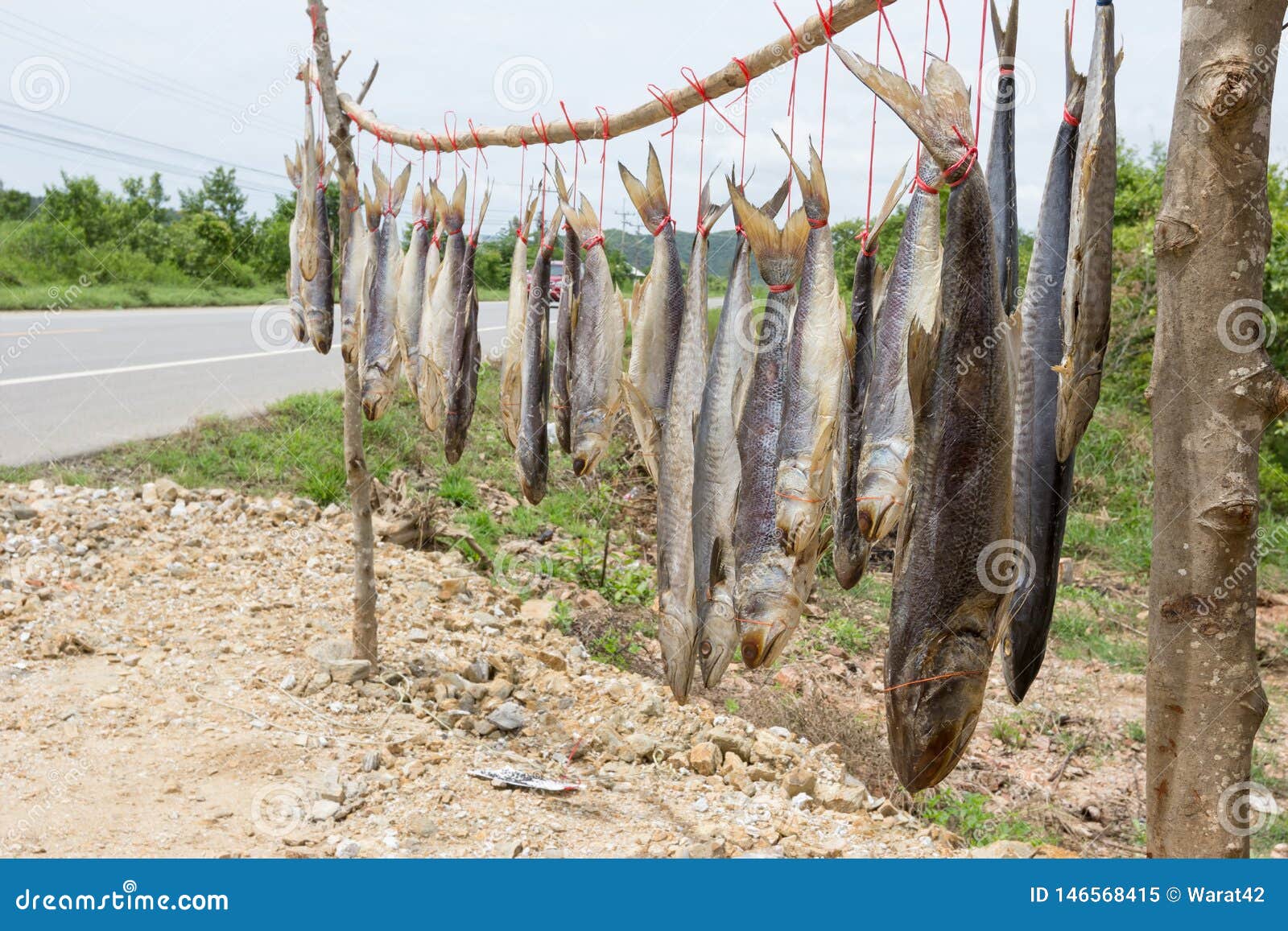 King Mackerel Dried Fish, Salted Fish Stock Image - Image of mackerel ...