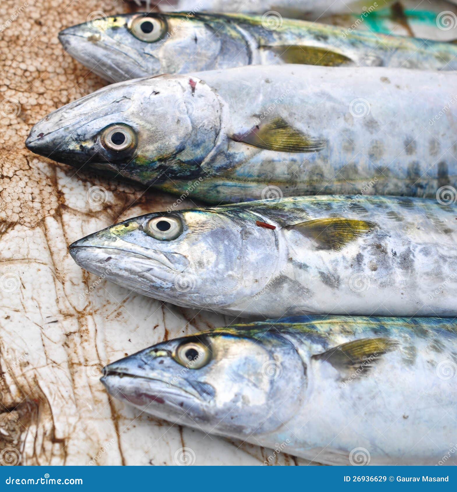 King Mackerel fish stock image. Image of salmon, mackerel - 26936629