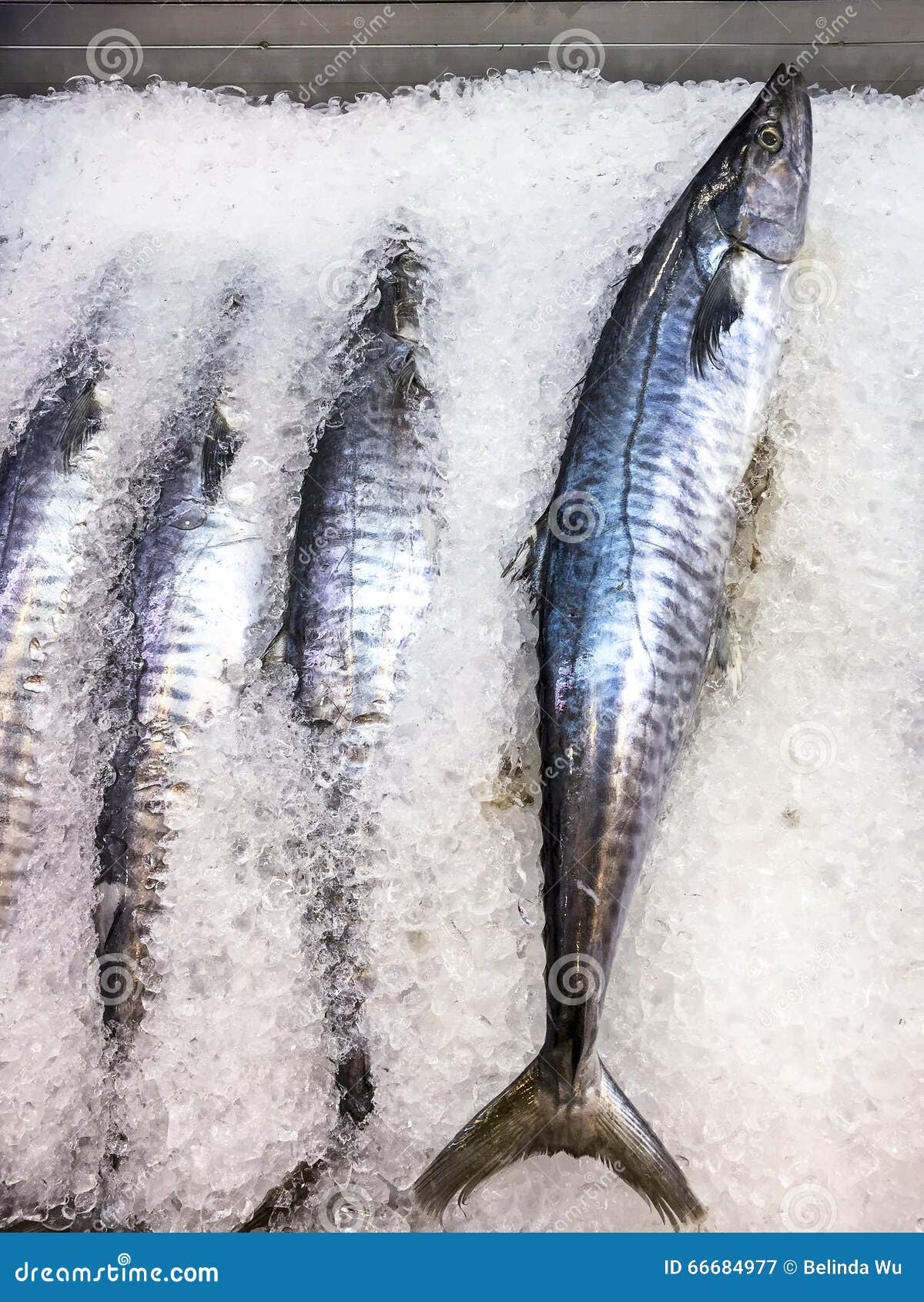 King mackerel fish stock image. Image of mackerel, silver - 66684977
