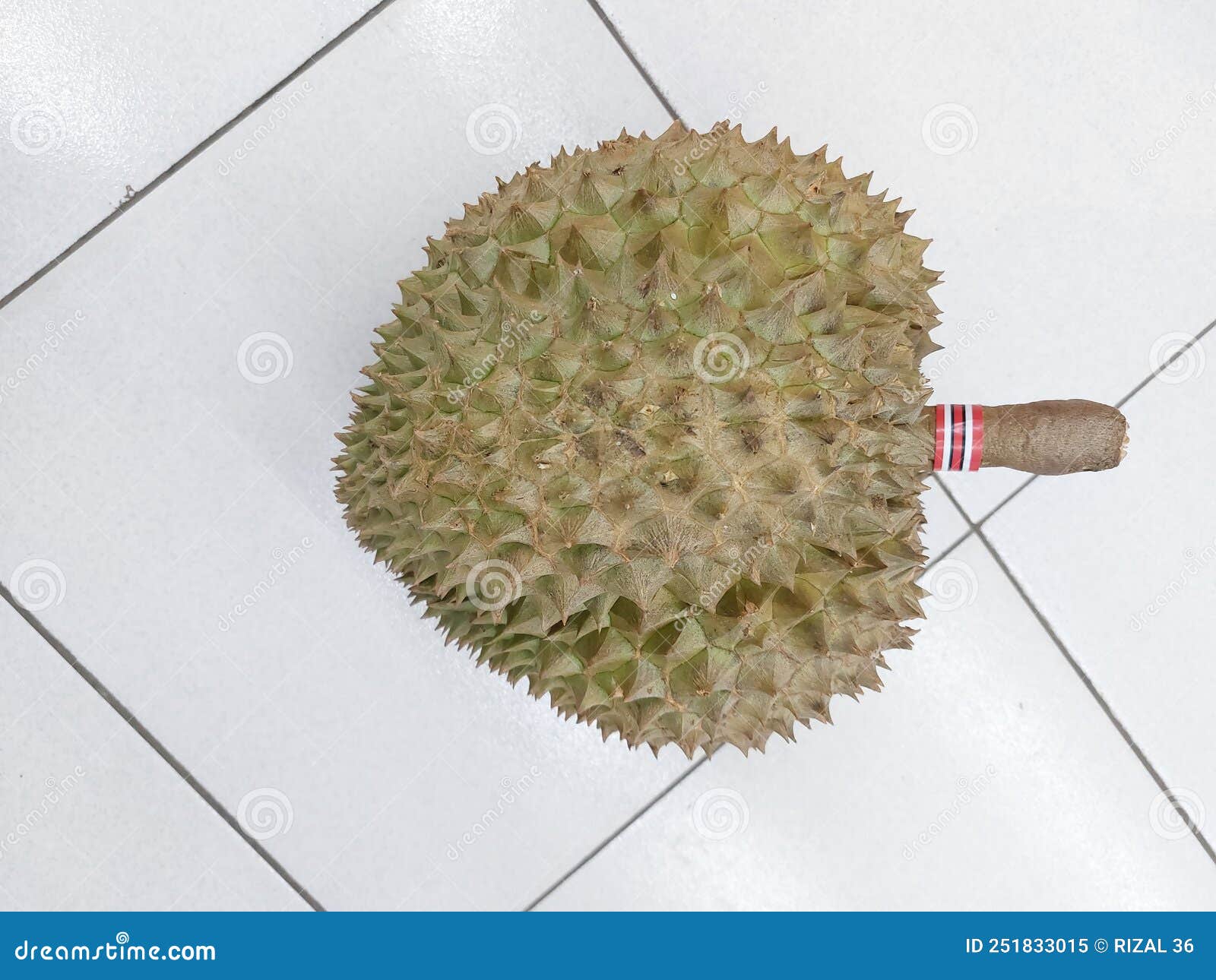 King Montong Durian Fruit from Indonesia Stock Image - Image of durian ...