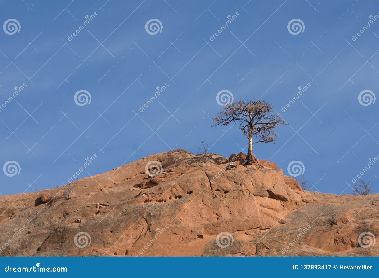 Bare Tree Alone on a Red Rock Mountaintop with Blue Sky Stock Image ...
