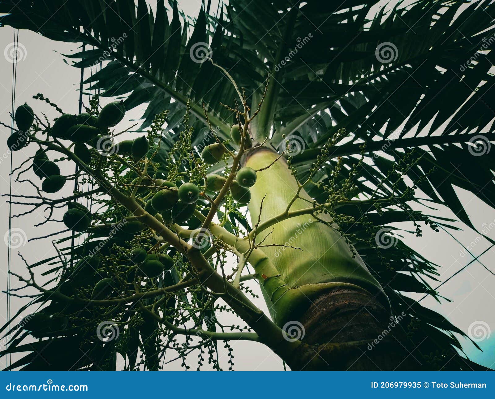 King Palm close up stock image. Image of tropics, king - 206979935