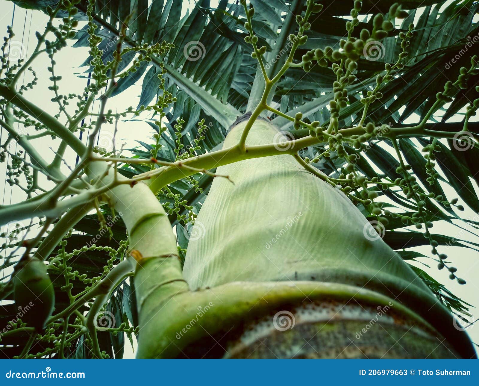 King Palm close up stock image. Image of garden, forest - 206979663
