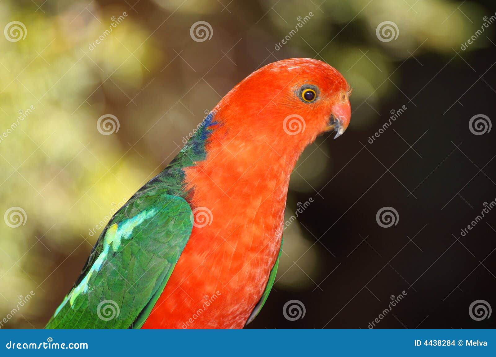 King Parrot stock photo. Image of parrot, australian, australia - 4438284