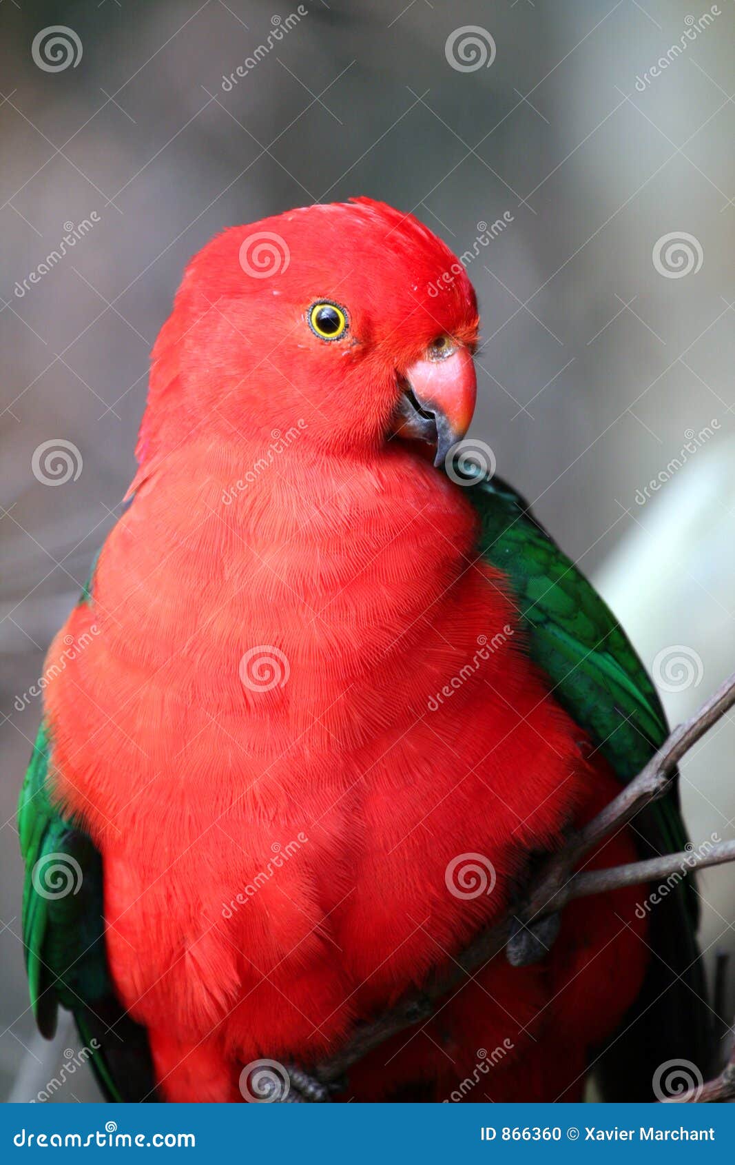 King parrot stock photo. Image of scapularis, looking, male - 866360