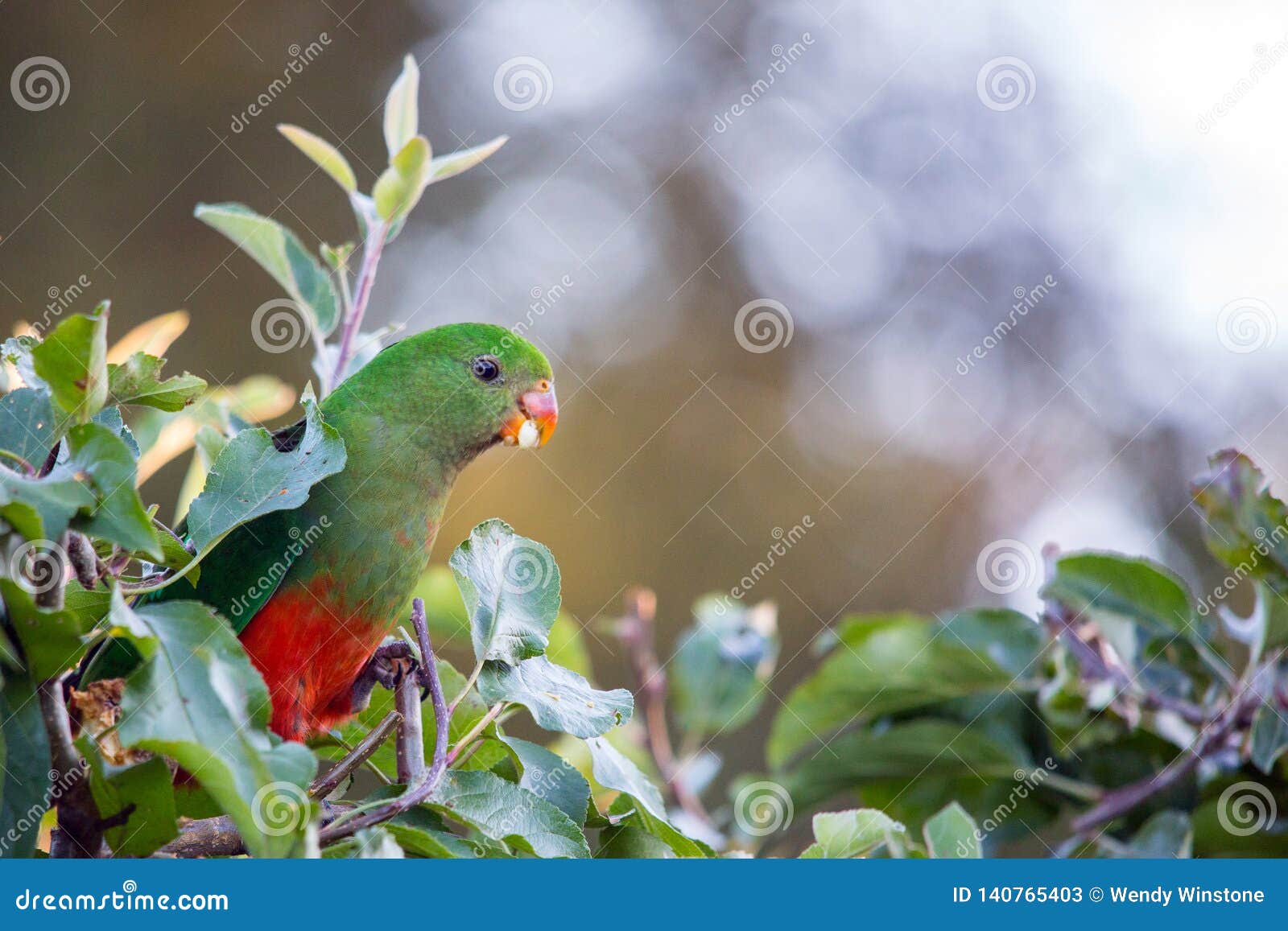 King Parrot in Apple Tree with Apple in Beak Stock Image - Image of ...