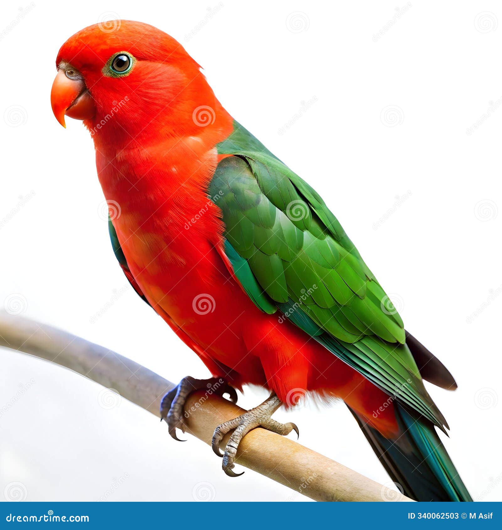 King Parrot White Background Stock Illustration - Illustration of ...