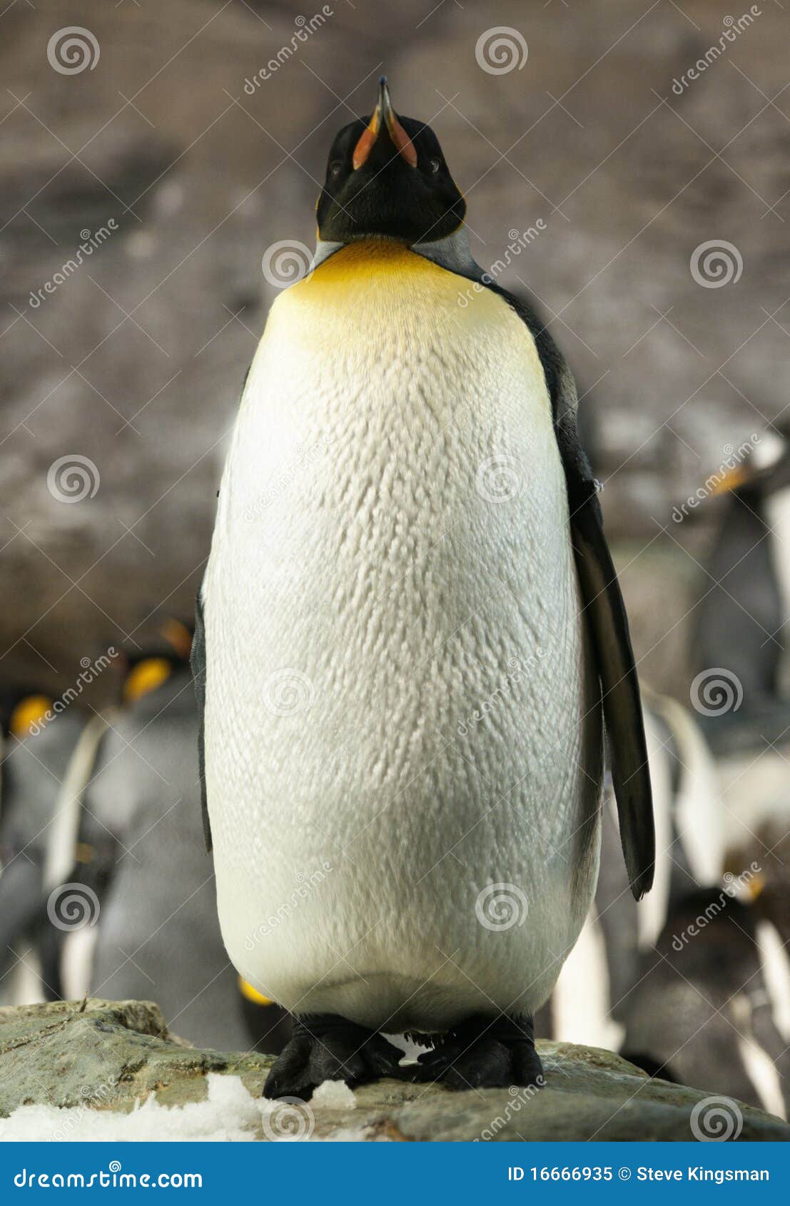 King Penguin stock image. Image of nature, full, penguin - 16666935
