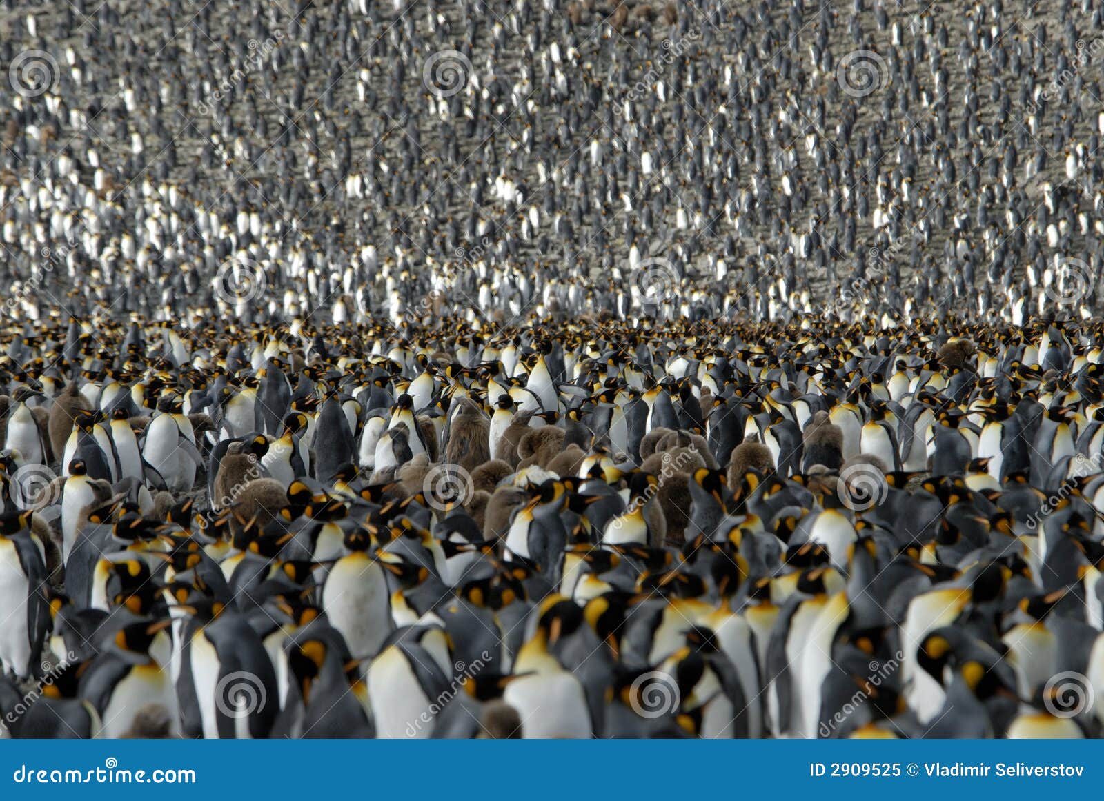 King Penguin stock image. Image of expedition, arctic - 2909525