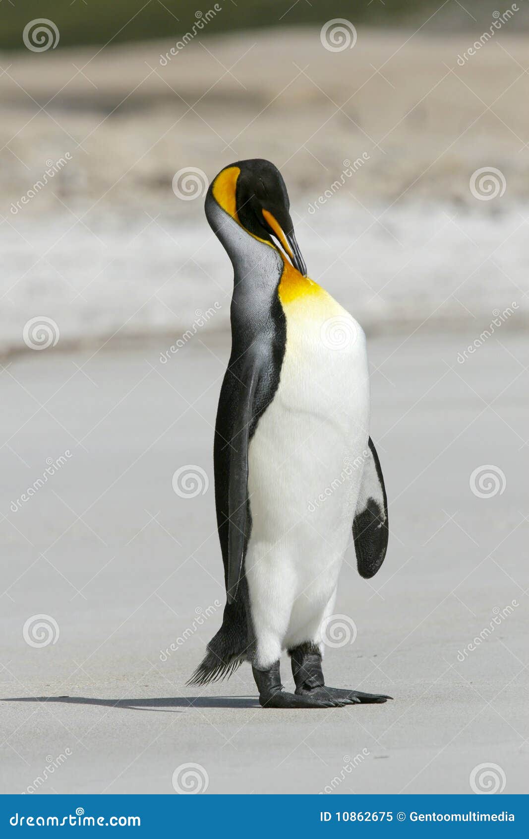 King Penguin (Aptenodytes Patagonicus) Stock Image - Image of antarctic ...