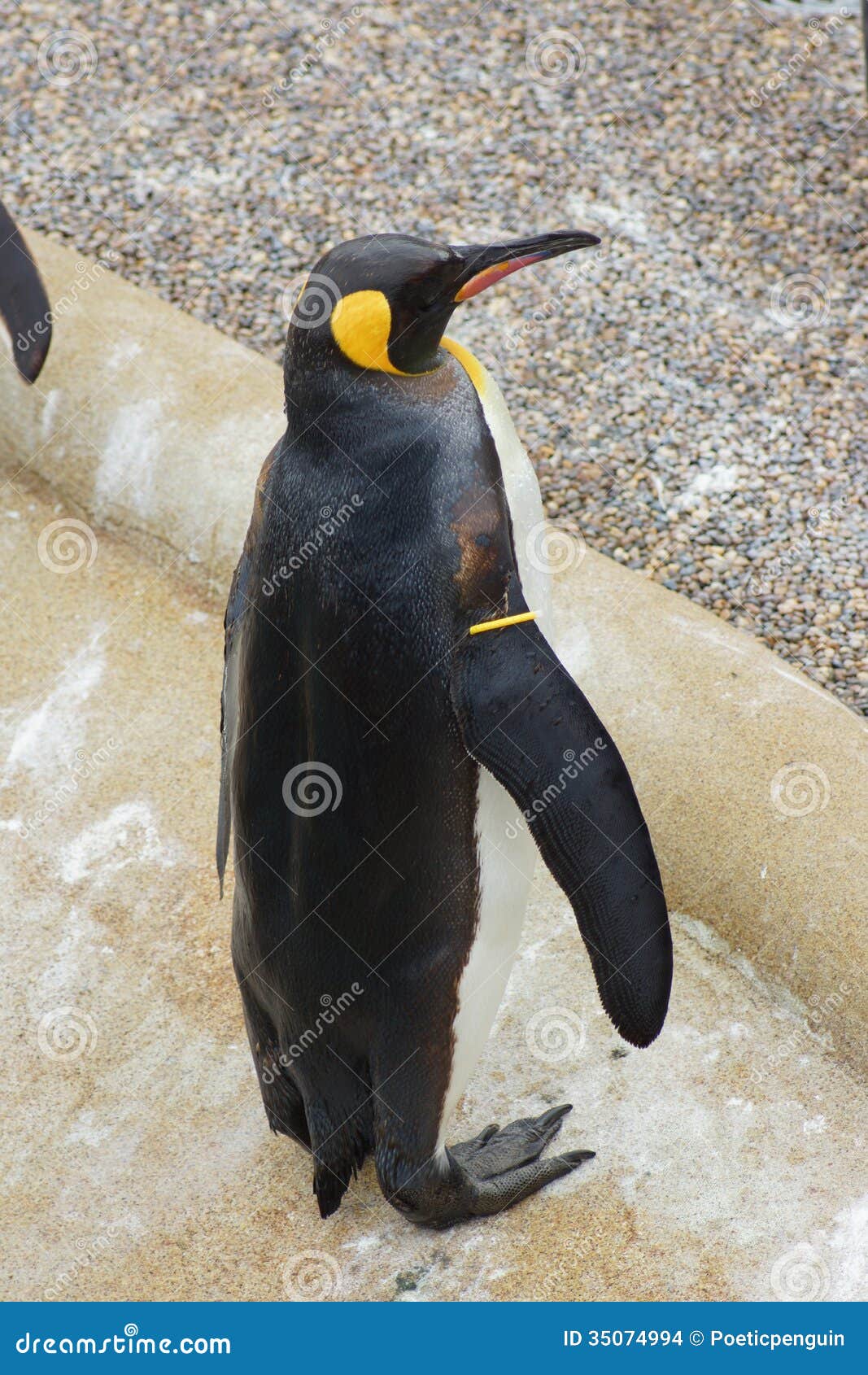 King Penguin - Aptenodytes Patagonicus Stock Photo - Image of animalia ...