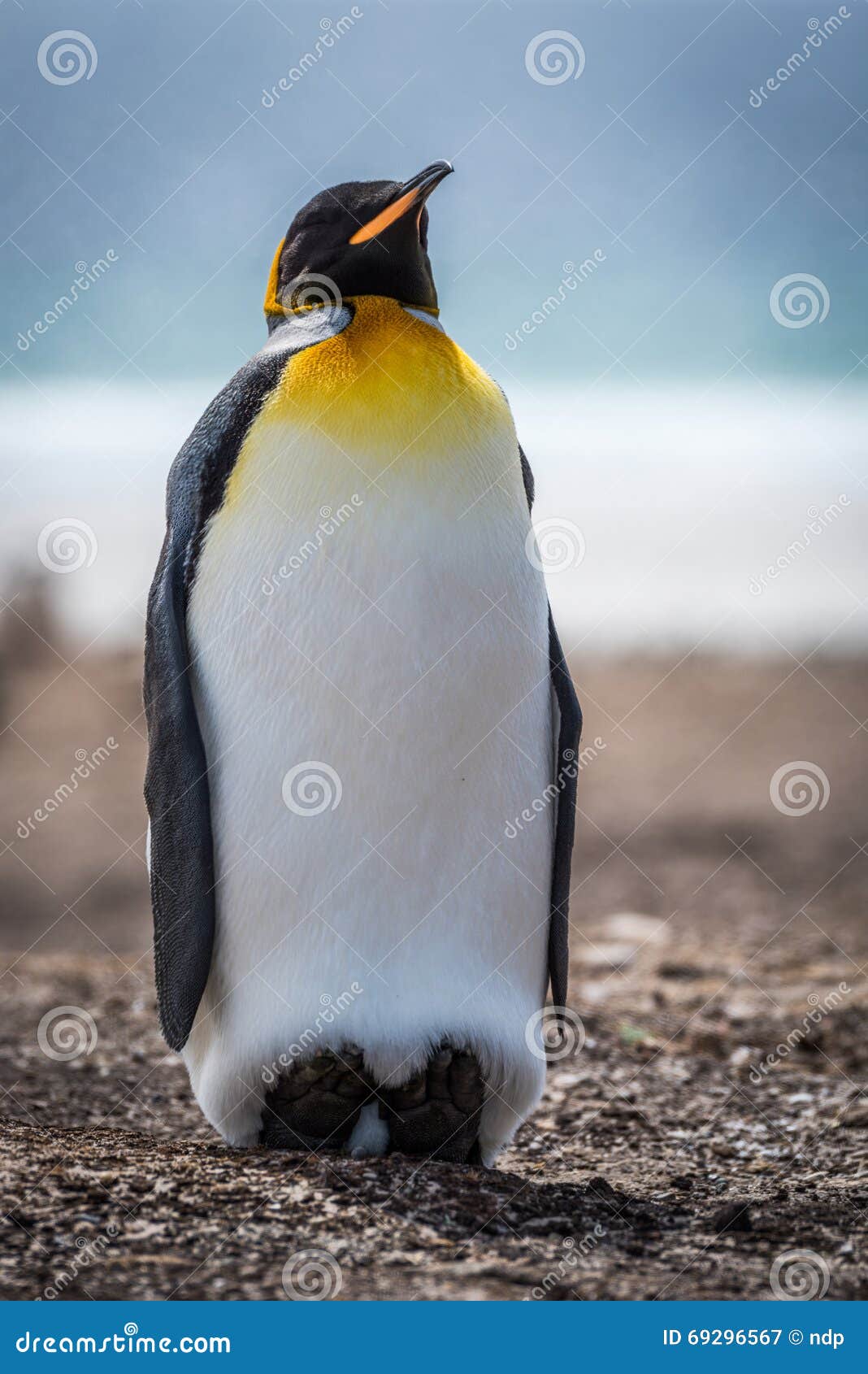 King Penguin on Beach with Sea Behind Stock Image - Image of birds ...