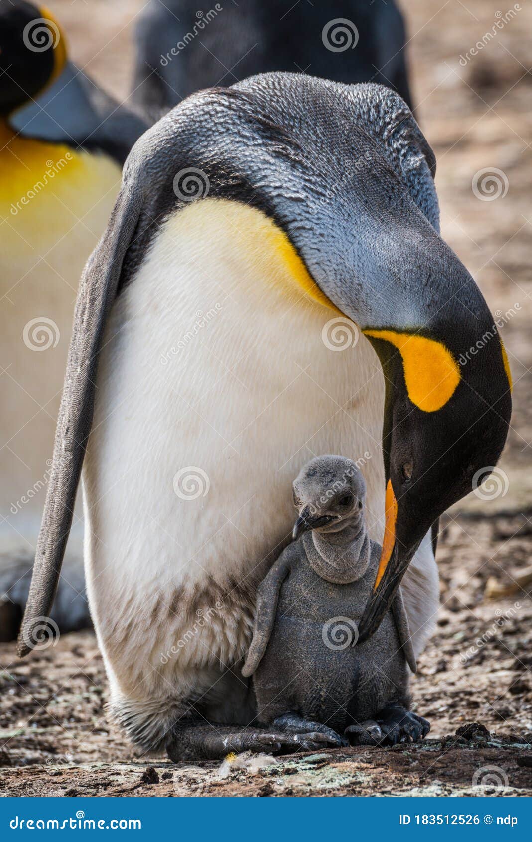 King Penguin Bending Down To Preen Chick Stock Photo - Image of animals ...