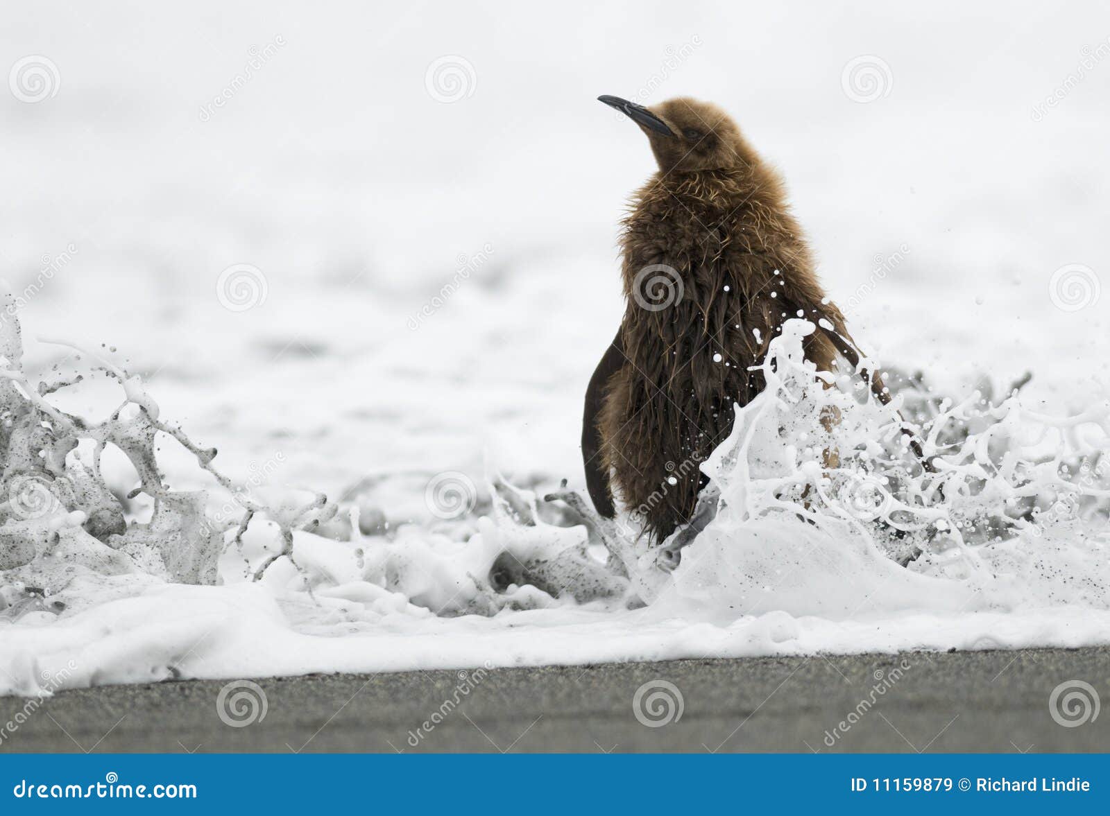 King Penguin Chick (Oakum Boy) - Drenched Stock Image - Image of ...