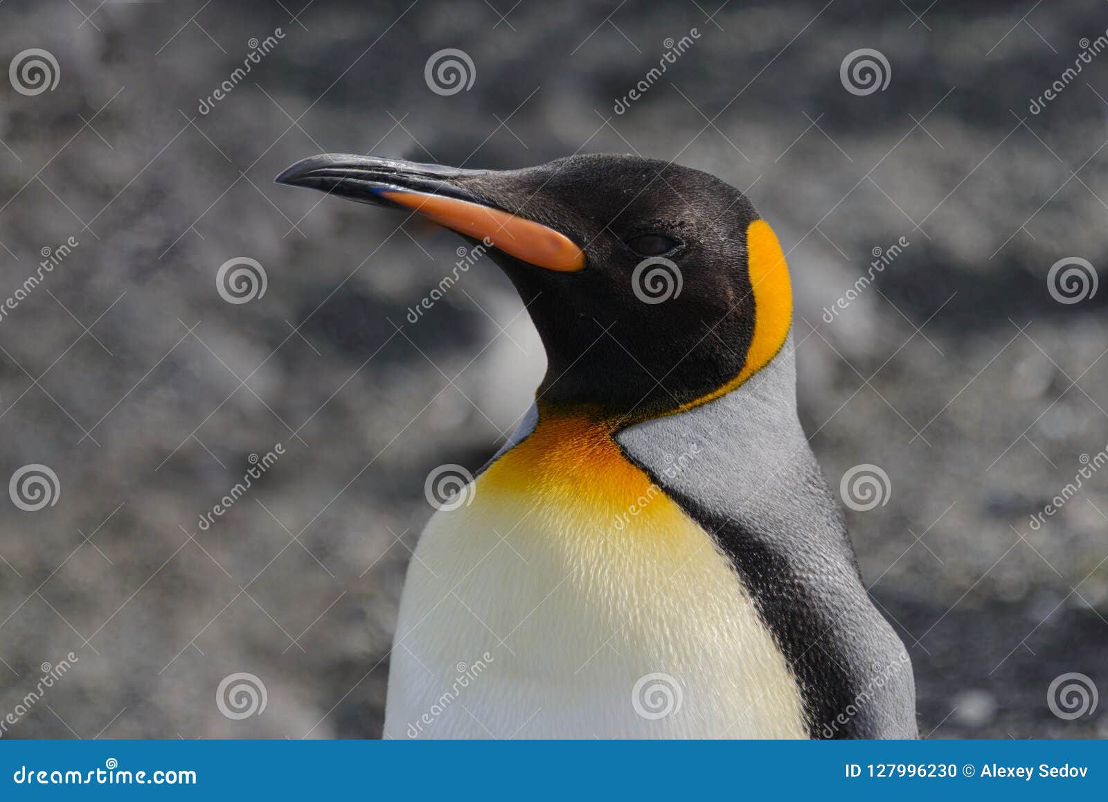 King Penguins Head Close Up Stock Photo - Image of family, animal ...