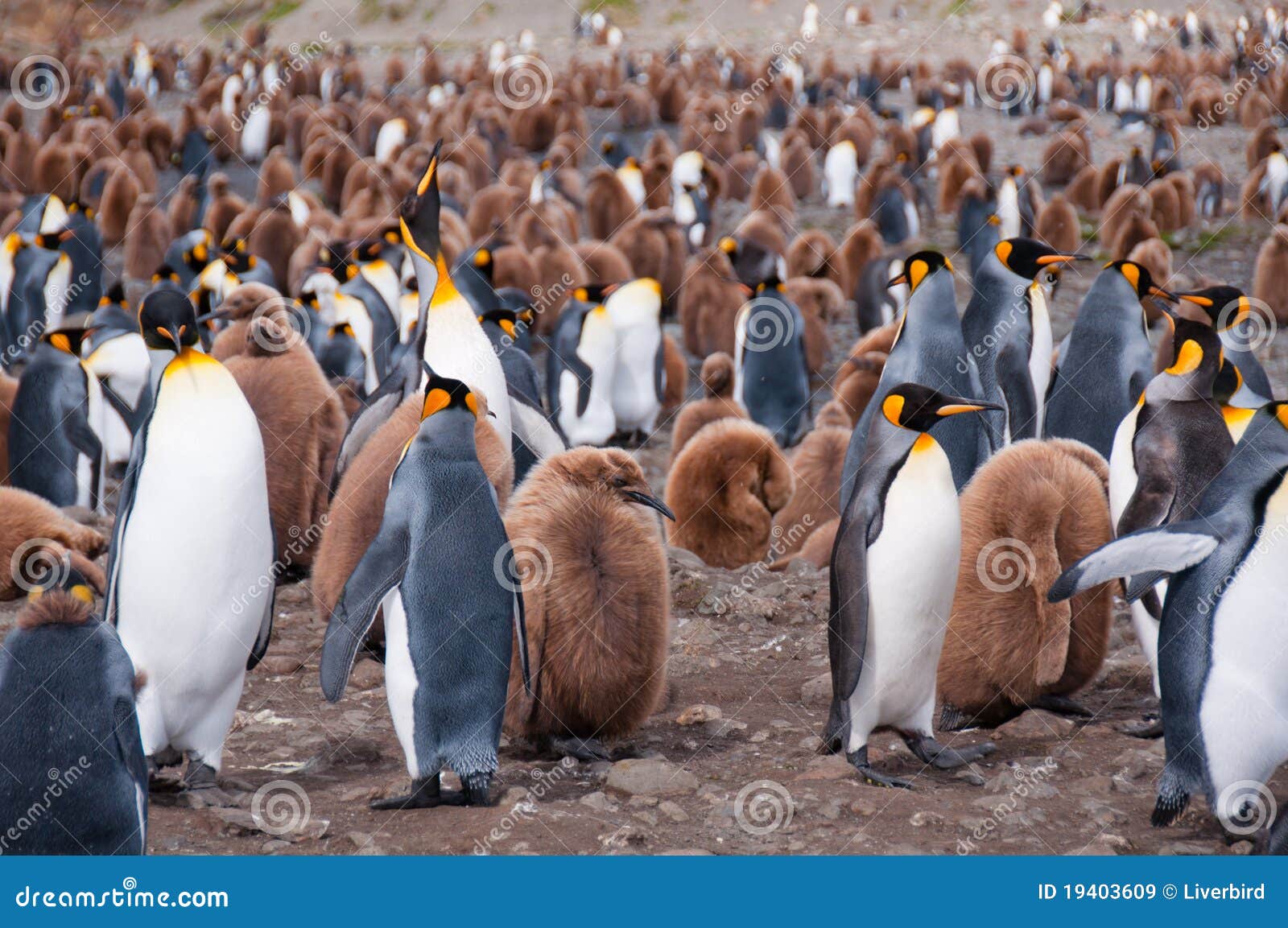 King Penguin Colony stock image. Image of nature, islands - 19403609