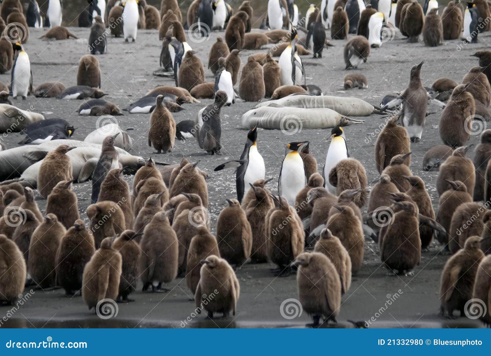 King Penguin Colony stock photo. Image of aptenodytes - 21332980
