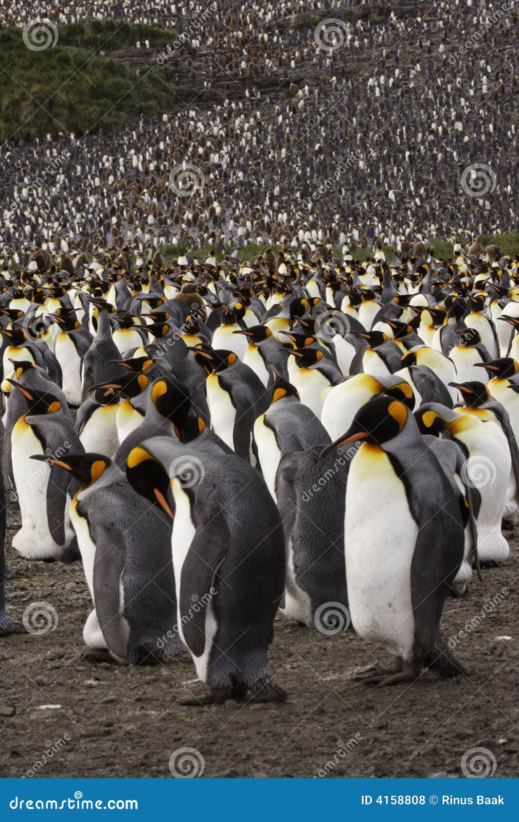 King Penguin Colony stock photo. Image of penguin, thousands - 4158808