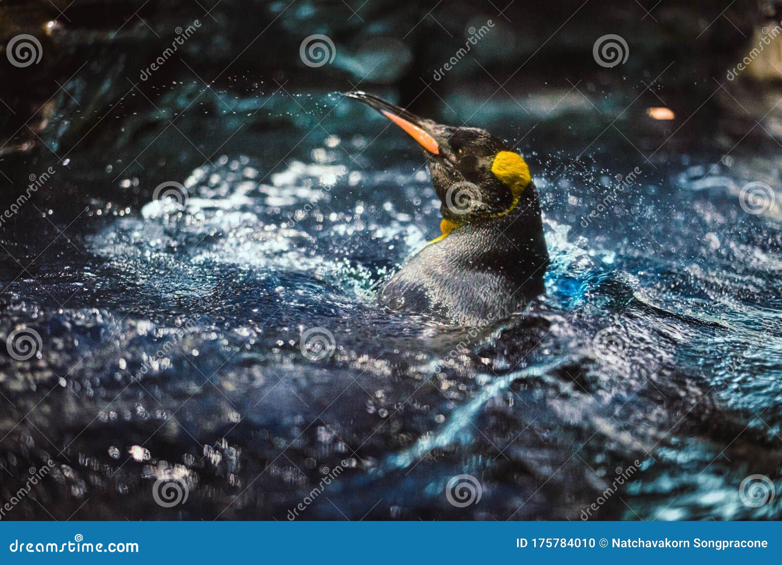 King Penguin Enjoy To Swimming with Splash Stock Photo - Image of cute ...