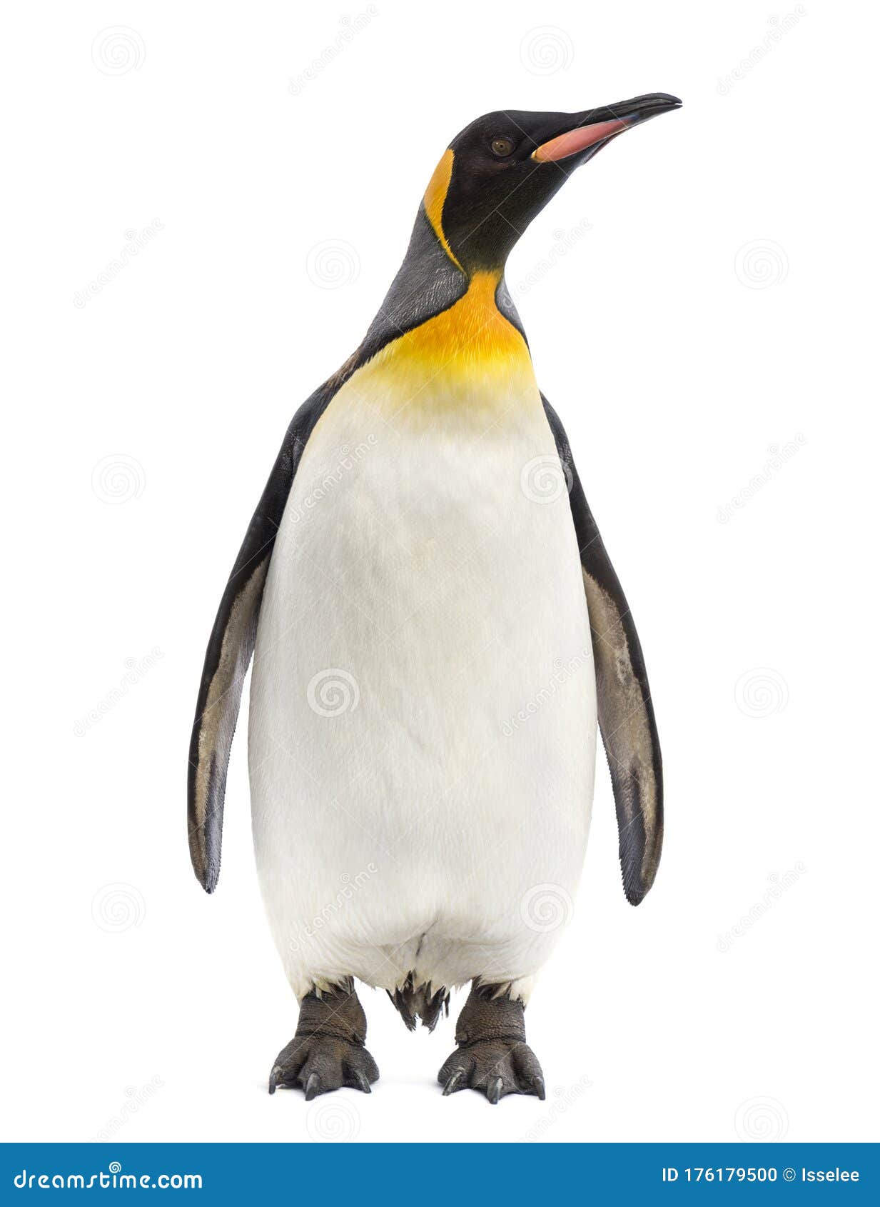 King Penguin Facing at the Camera, Isolated Stock Photo - Image of ...