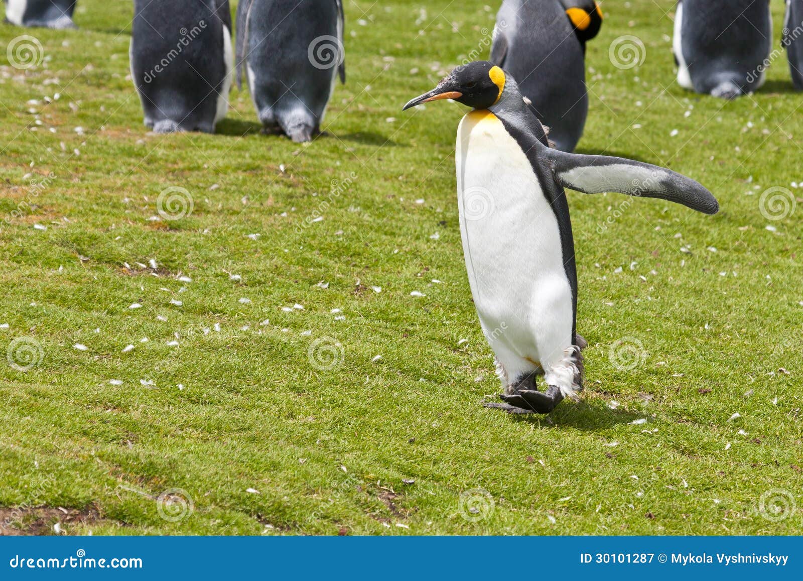 King penguin flaps wings stock image. Image of cruise - 30101287