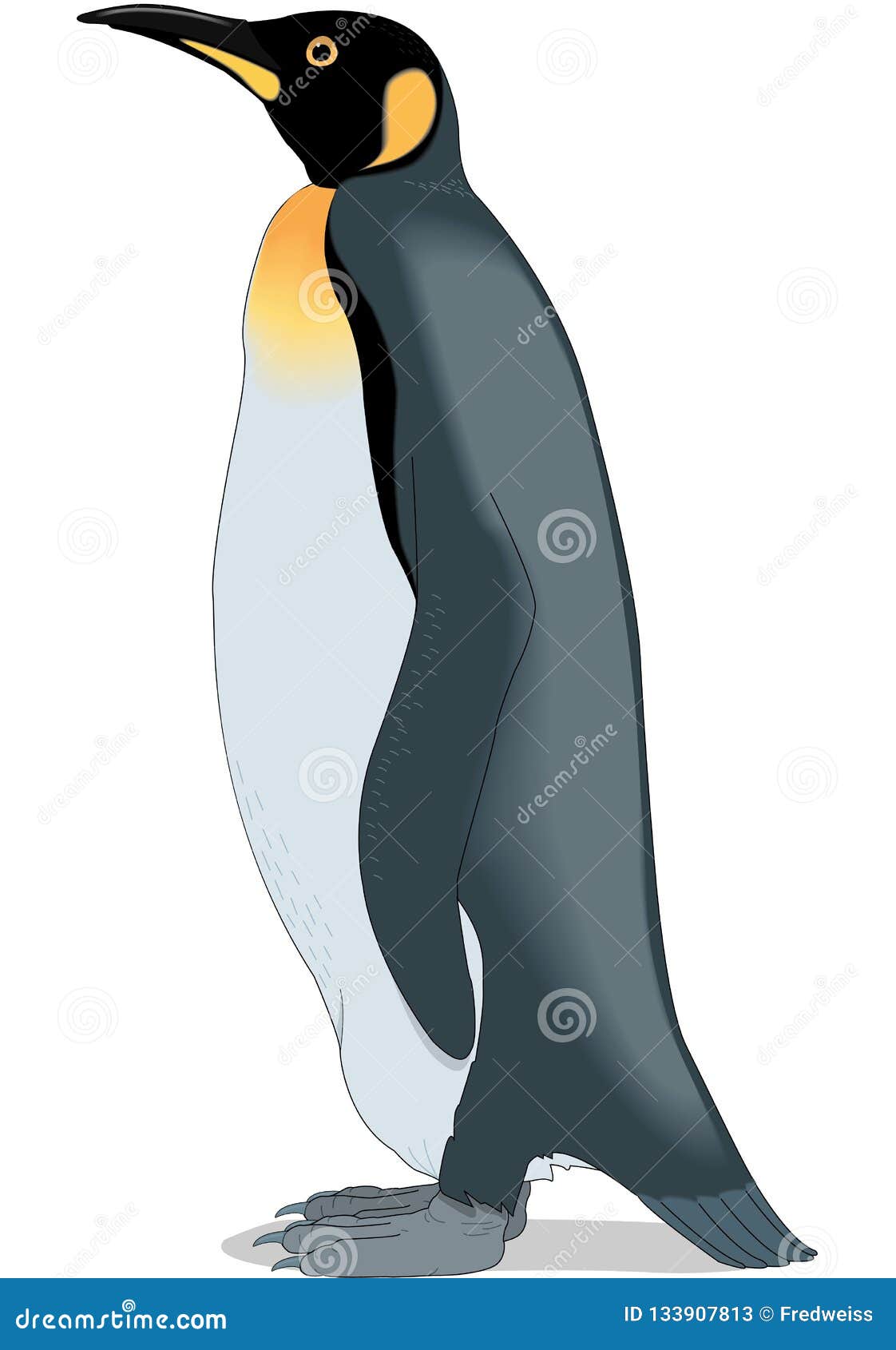 King Penguin Illustration stock vector. Illustration of animals - 133907813