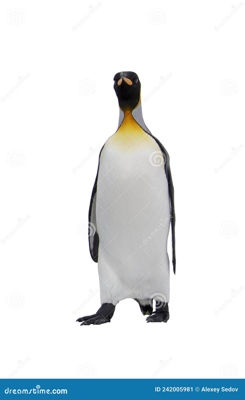 King Penguin Isolated on the White Background Stock Image - Image of ...