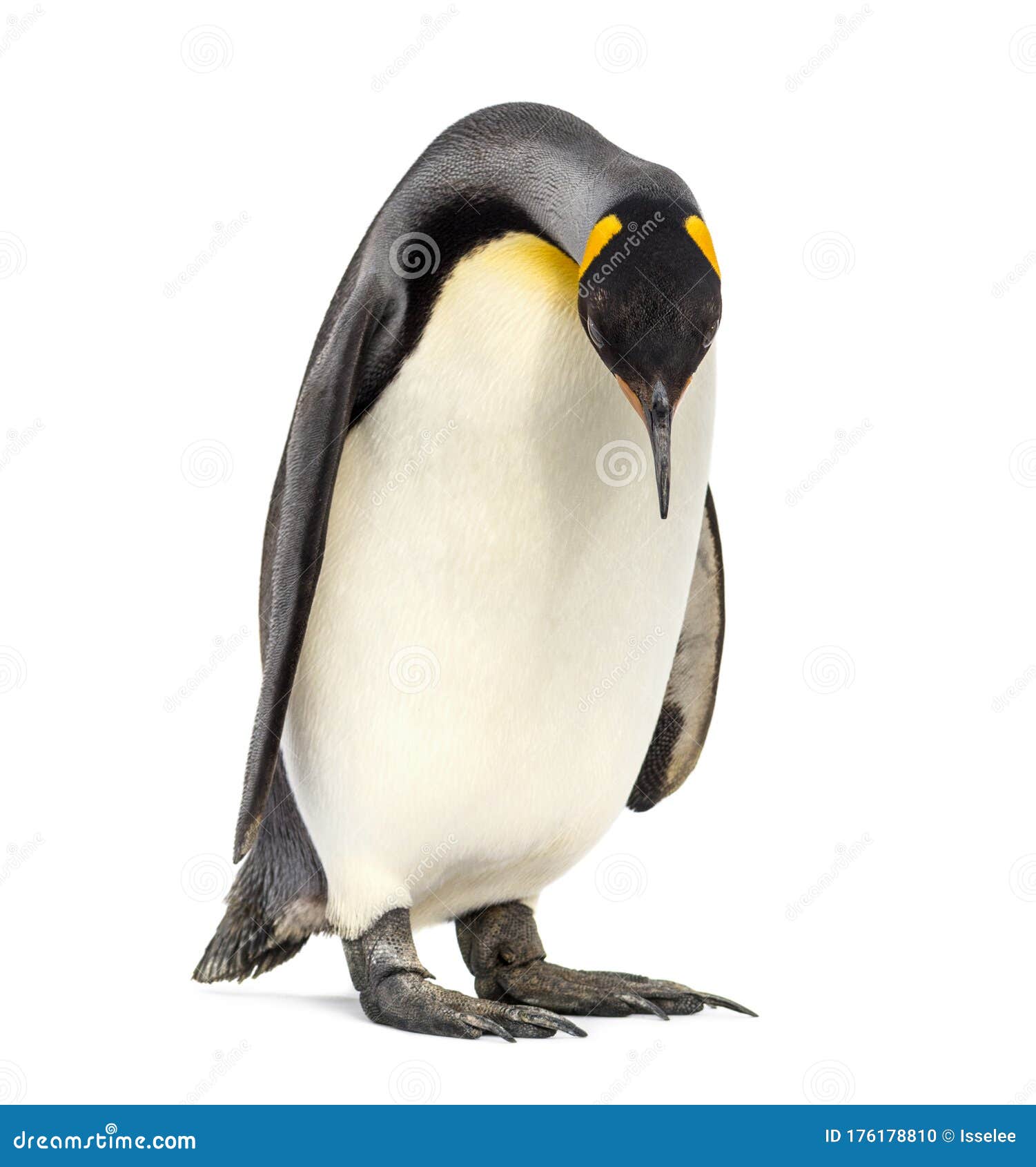 King Penguin Looking Down, Isolated Stock Photo - Image of black, polar ...