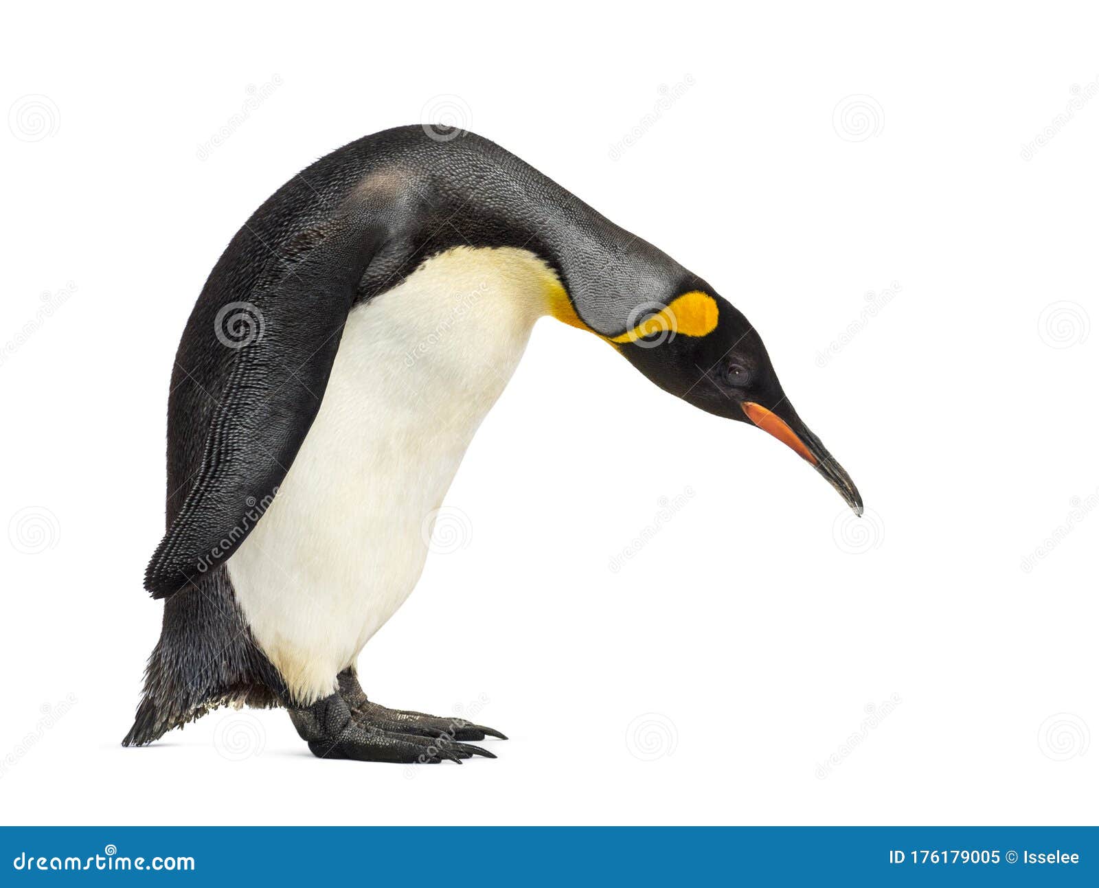 King Penguin Looking Down, Isolated Stock Image - Image of grey, black ...