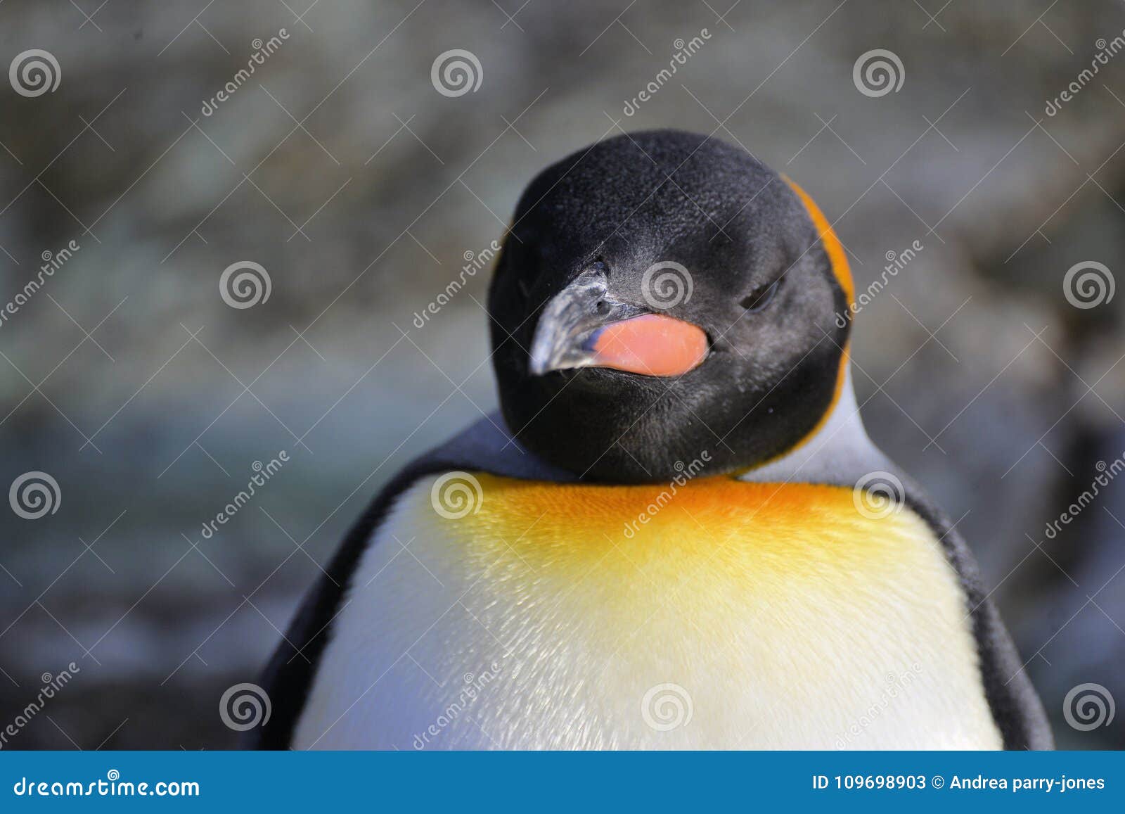 King Penguin Looking Straight Stock Image - Image of grumpy, double ...